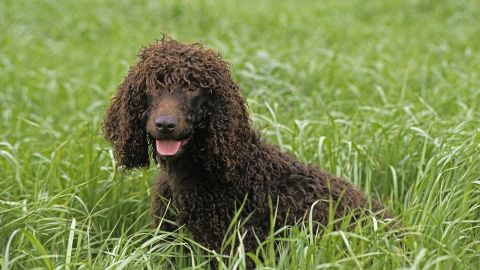32 unpopular dog breeds | PetsRadar