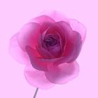 Why Rose Buds Won't Open - Information On Balling Rose Buds | Gardening ...