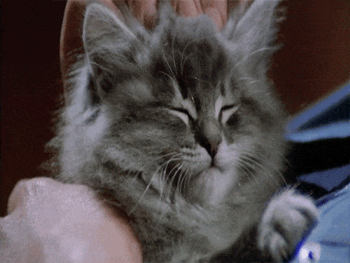 Funny Animal Gifs - Funny Gifs | Marie Claire