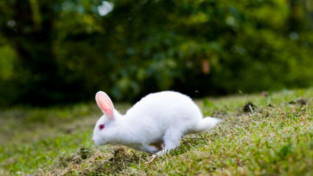32 facts about rabbits that might surprise you | PetsRadar
