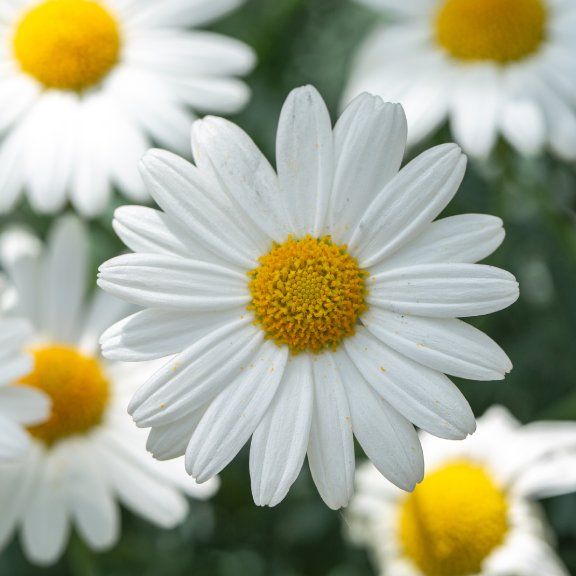 Ten Daisy Varieties To Try Growing Today | Gardening Know How