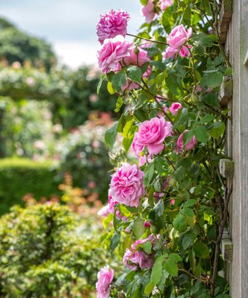 Types of roses: 11 beautiful varieties for your garden | Gardeningetc