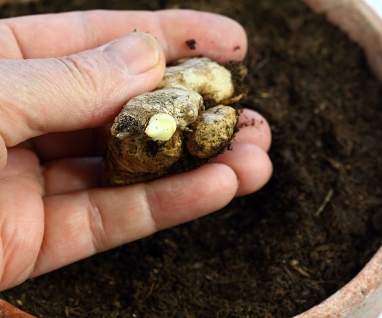 How to grow ginger in pots: Expert tips for successful crop | Homes and ...