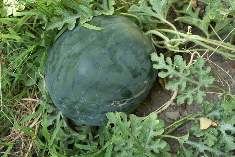 Heirloom Watermelon History - Golden Midget Watermelon Growing ...