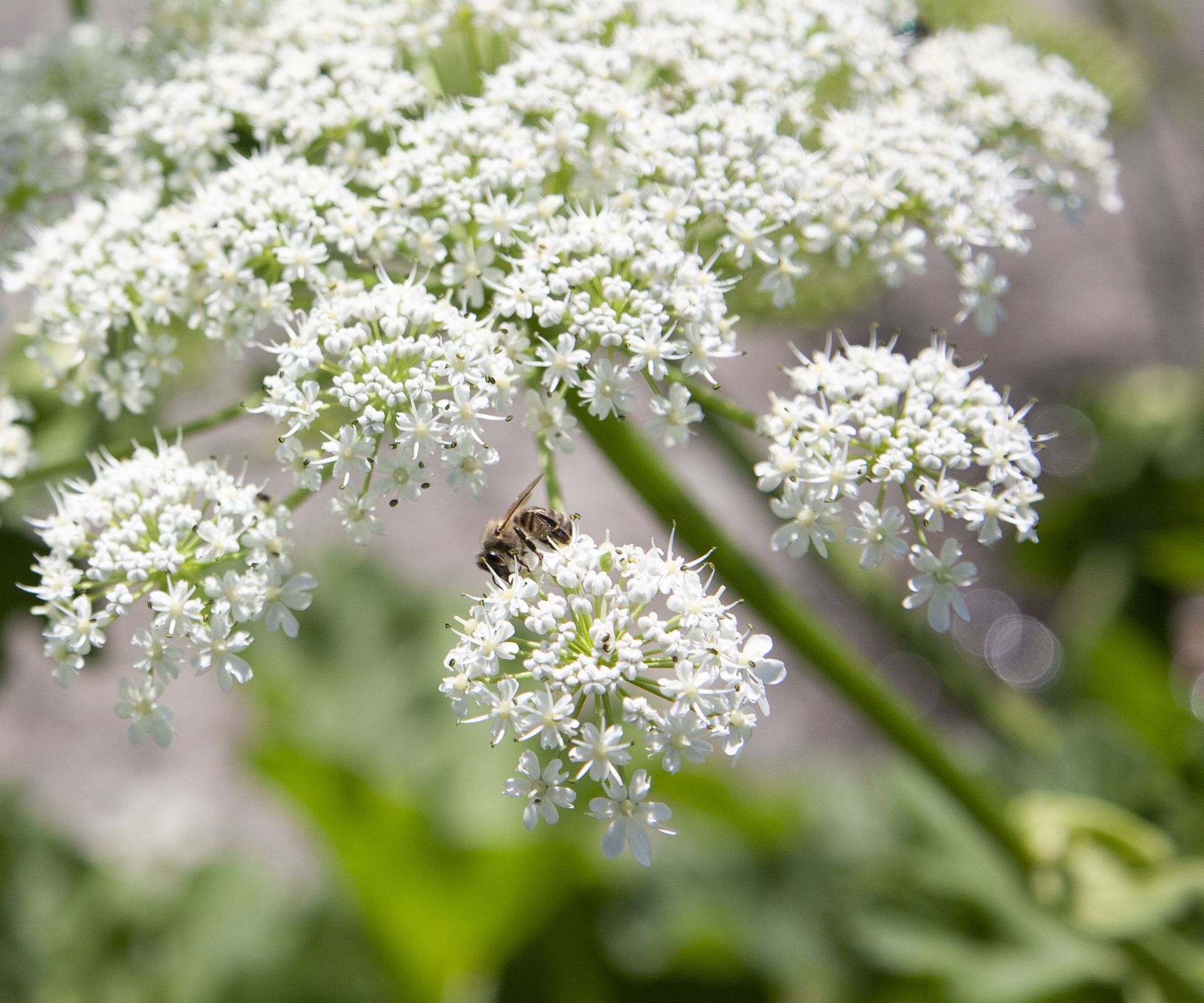 Invasive weeds: how to identify and eliminate problem plants | Homes ...