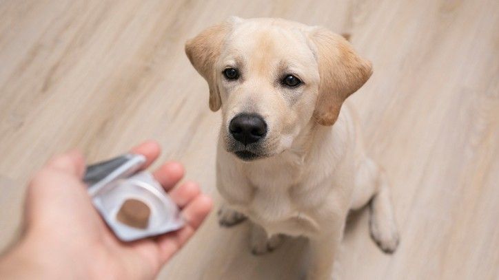 Vet reveals 4 common allergies in dogs and how to treat them | PetsRadar
