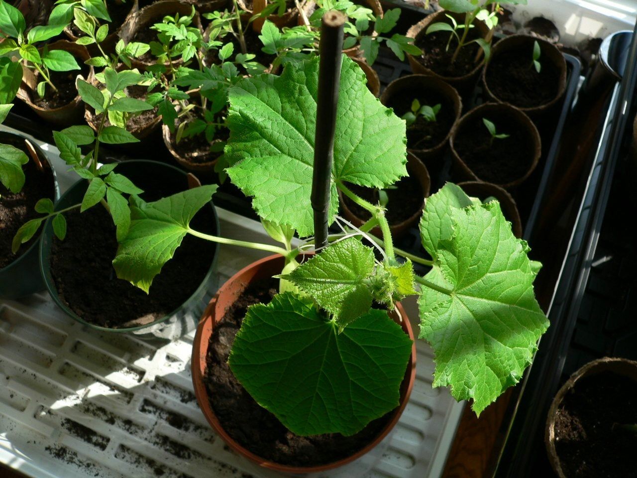 Container Cucumbers - Information On Growing Cucumbers In Pots ...