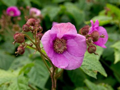 6 Fruit Varieties You Can Start Growing in February | Livingetc