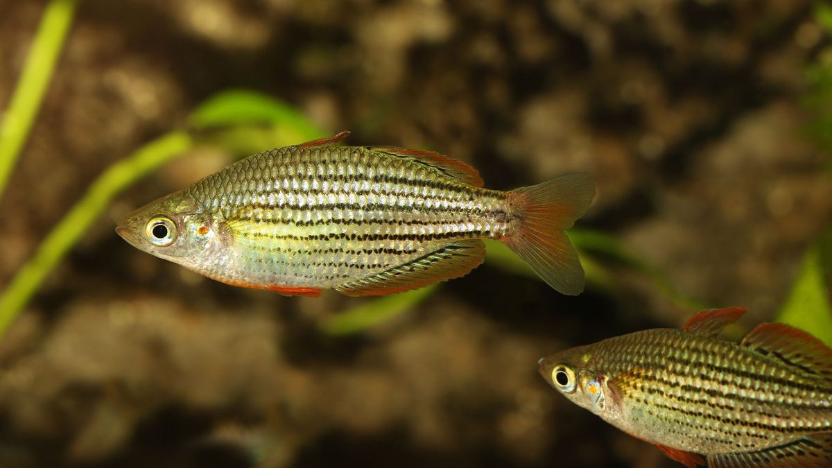 32 best types of fish for first-time owners | PetsRadar