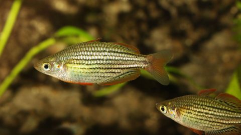 32 best types of fish for first-time owners | PetsRadar