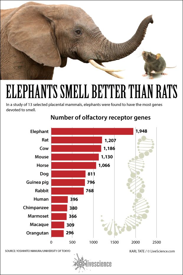 Which animal has the best sense of smell? | Live Science