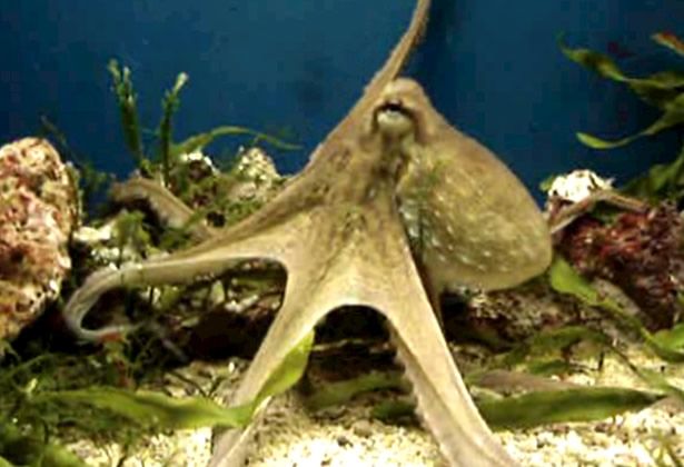 20 examples of SVG that will make your jaw drop | Creative Bloq