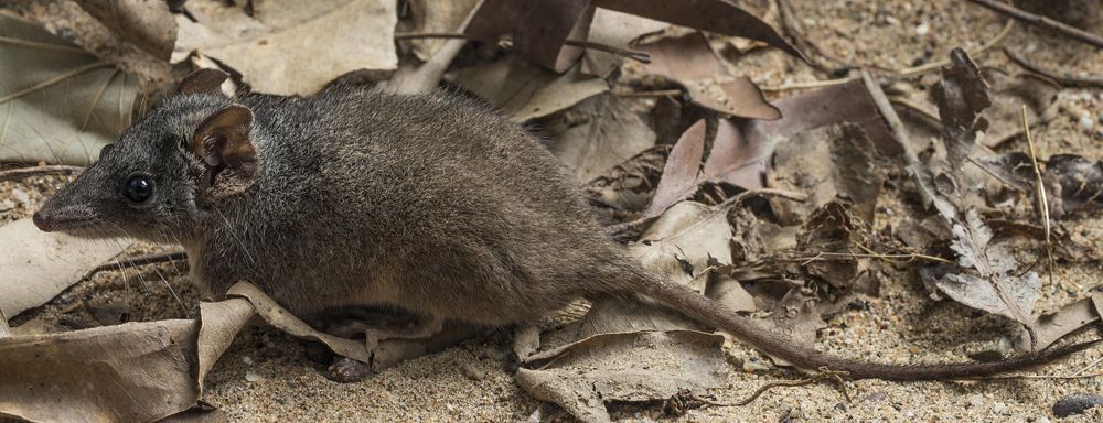 Antechinus Photos: New Marsupials Die for Sex | Live Science