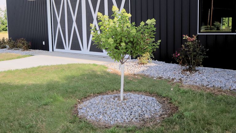 Tree Hydrangea Information - Tips On Caring For Tree Hydrangea Plants ...