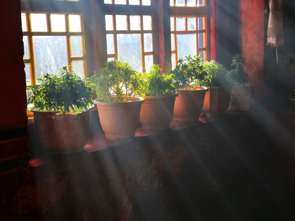 Why Do Plants Grow With Light: How Light Affects Plants | Gardening ...