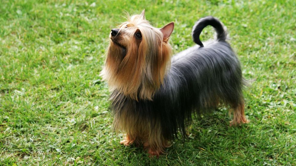 Yorkshire Terrier: Breed profile and information | PetsRadar