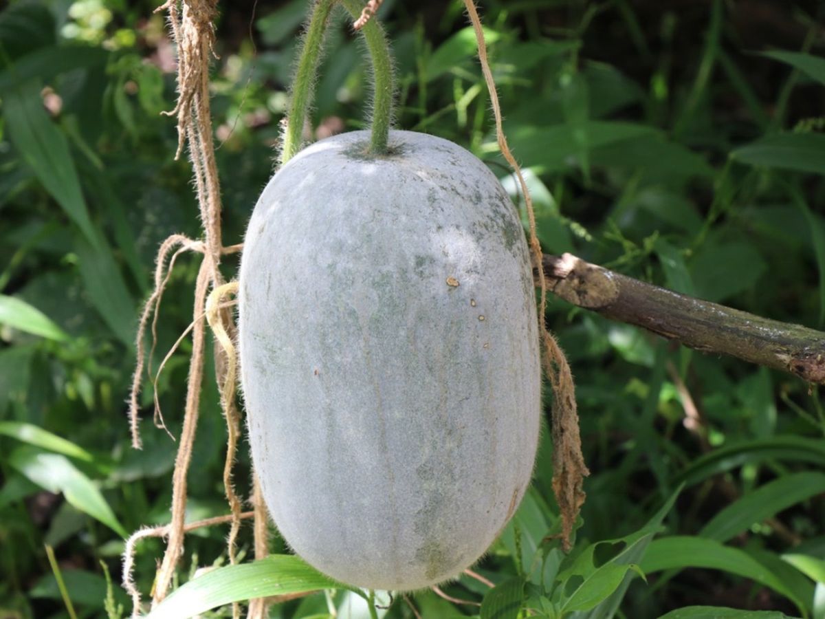 Winter Melon Care - Information About Growing Winter Melons | Gardening ...