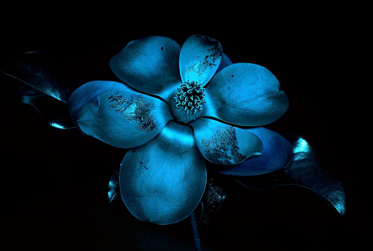Hidden worlds brought to life in this stunning infrared photography ...