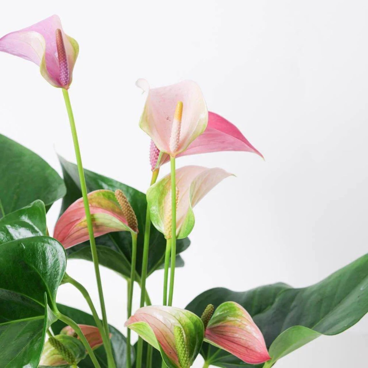 How to care for Anthurium for long-lasting colour | Ideal Home