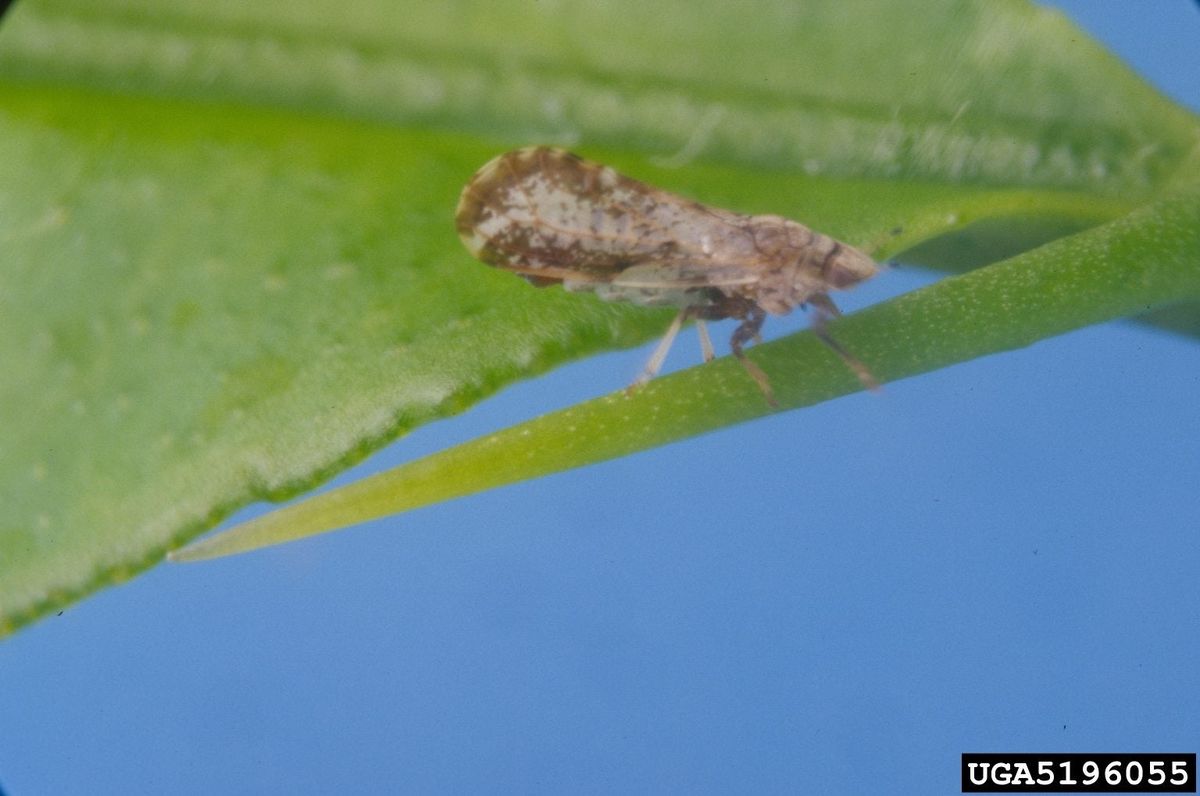 What Is An Asian Citrus Psyllid - Learn About Asian Citrus Psyllid ...