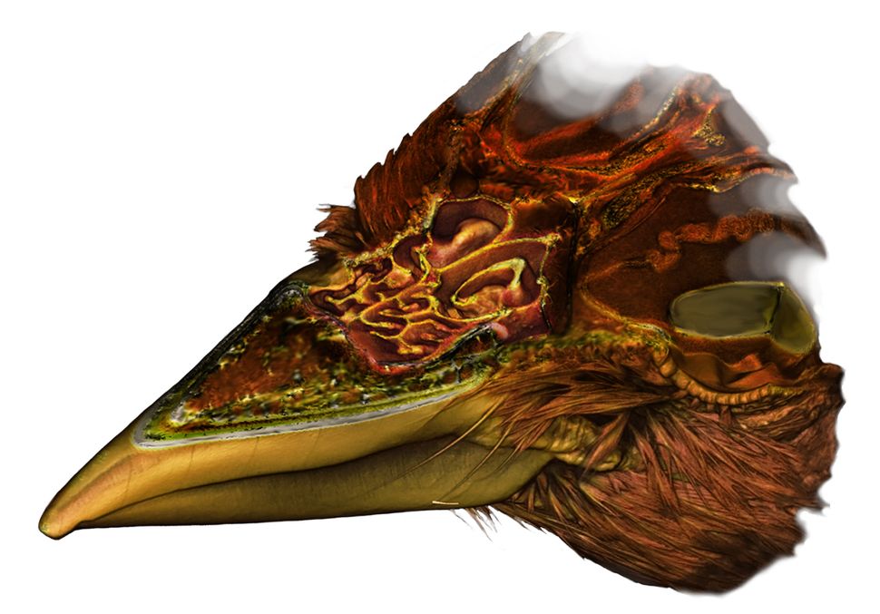 Bird Beaks Are Cooler Than You Think — Literally | Live Science