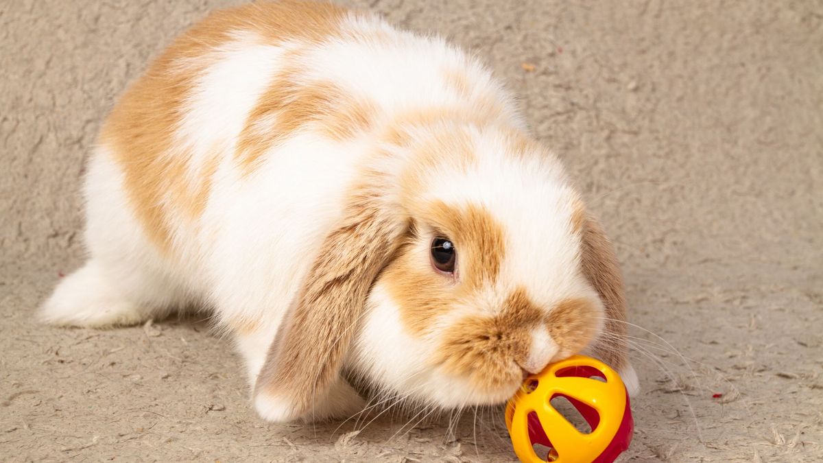 32 activities to do with your bunny | PetsRadar