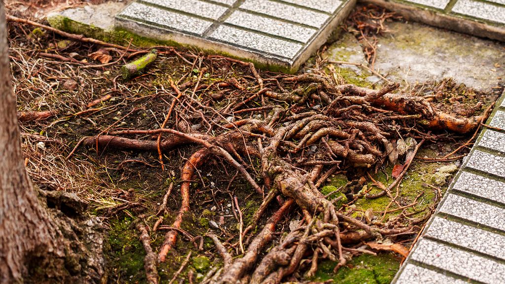 How to kill tree roots using manual and chemical methods | Homebuilding