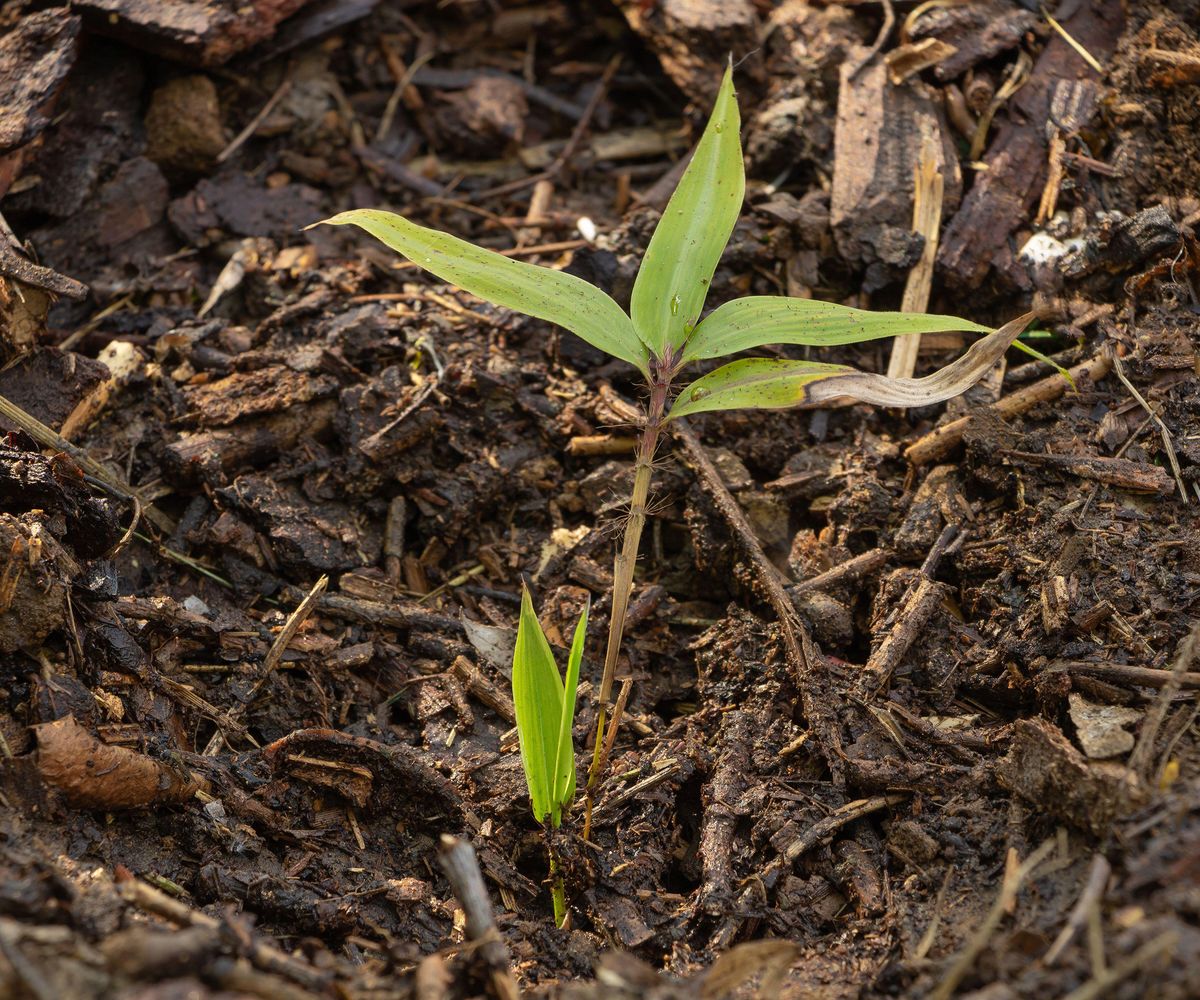 How to kill bamboo and stop it from spreading | Homebuilding