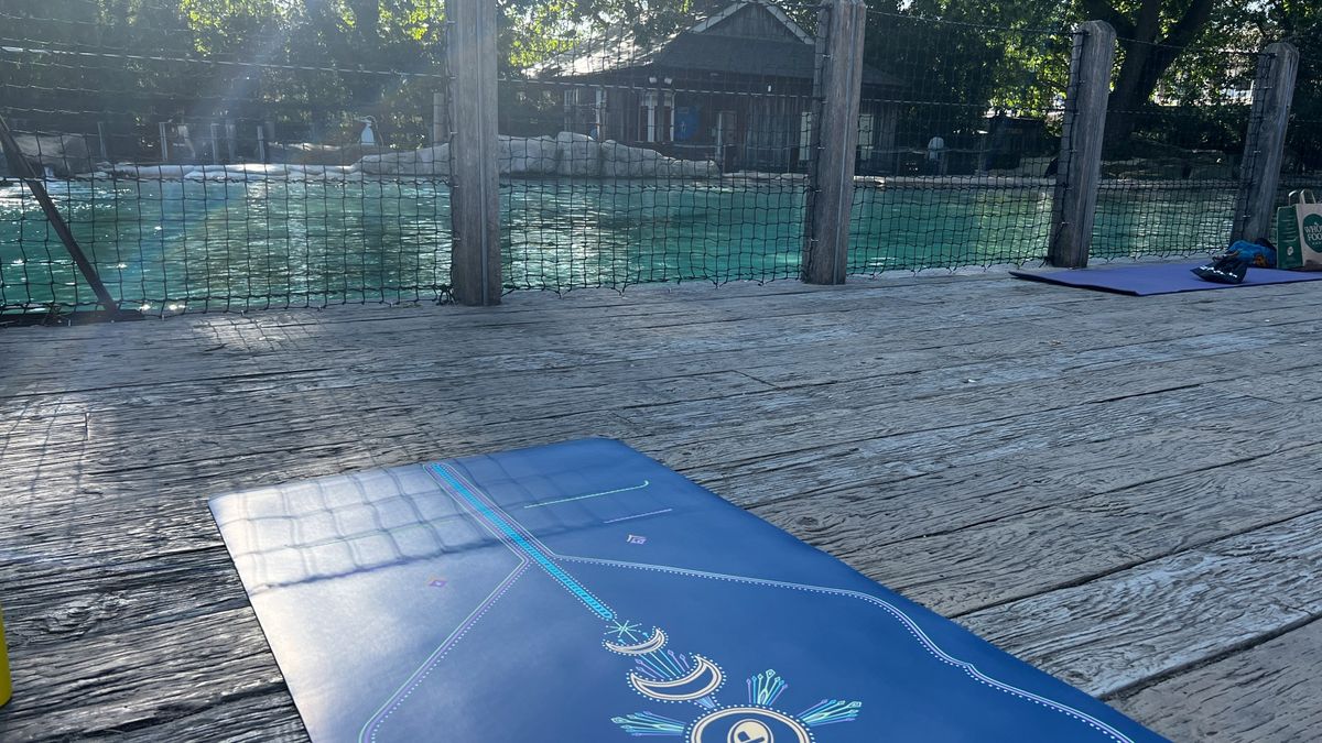 I just tried a 60-minute penguin yoga class— and the results surprised ...