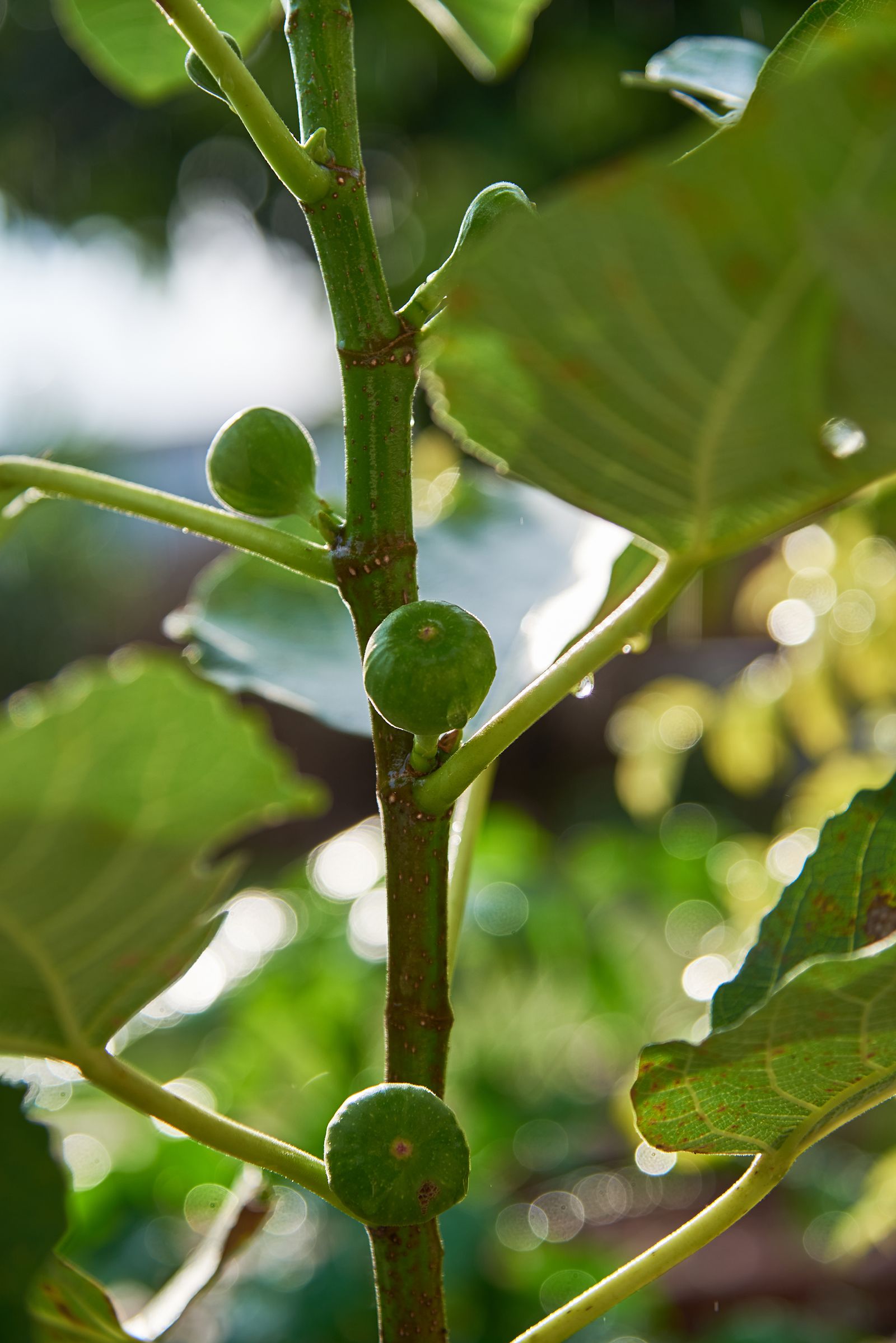 How to prune a fig tree – everything you need to know | Homes and Gardens