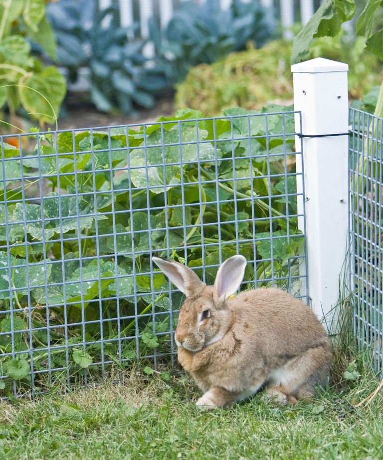 How to protect a lawn from rabbits: tips to repel the pests | Homes and ...