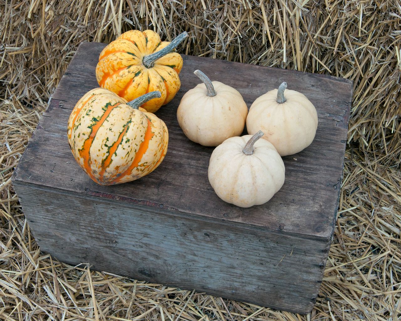 How to grow pumpkins – a step by step guide | Homes and Gardens