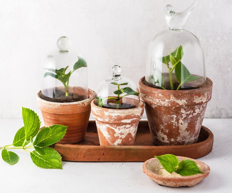 How To Propagate A Hydrangea From Cuttings | Gardening Know How