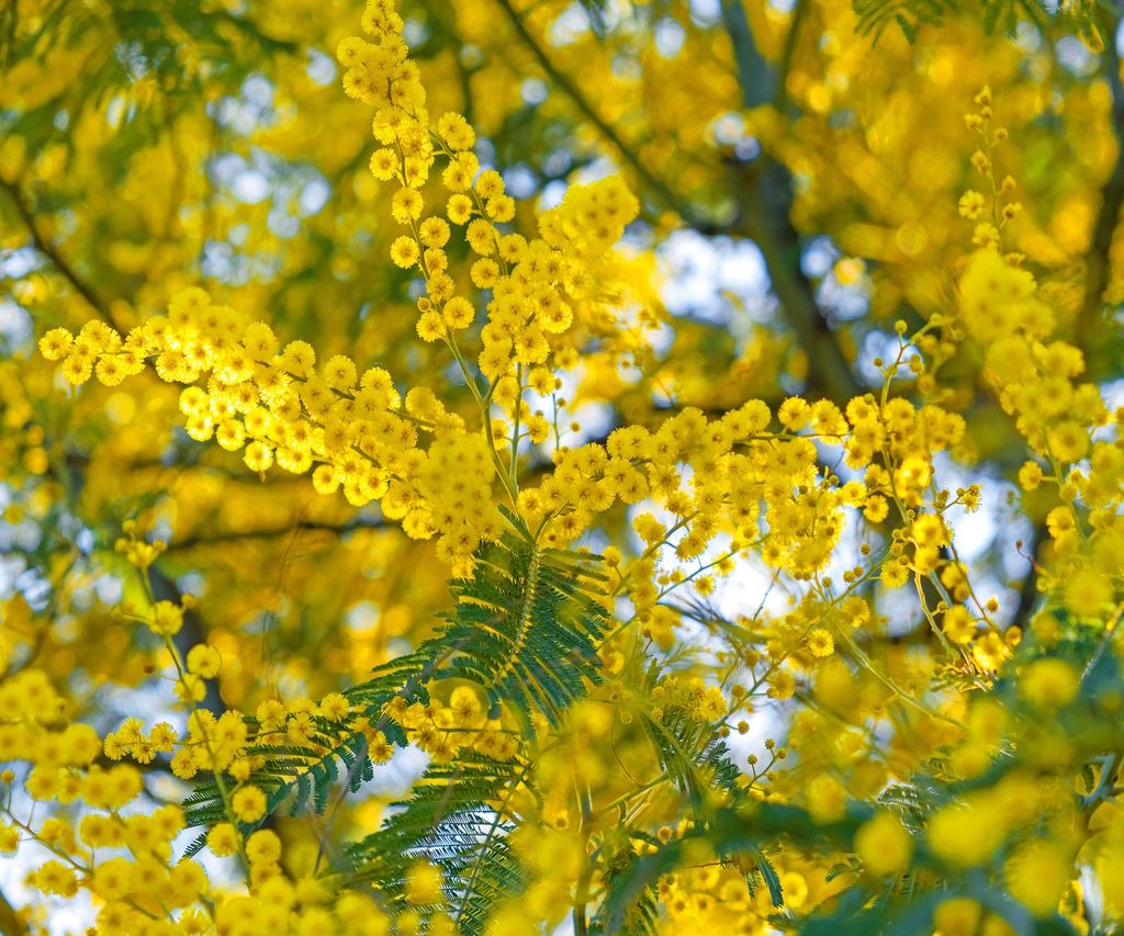 Best fragrant trees: recommended by gardening pros | Homes and Gardens
