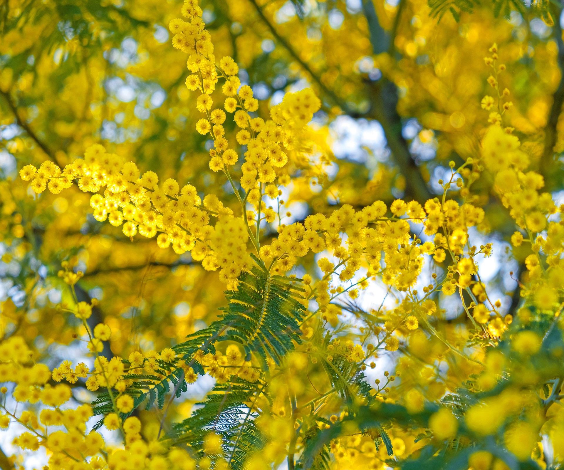Best fragrant trees: recommended by gardening pros | Homes and Gardens