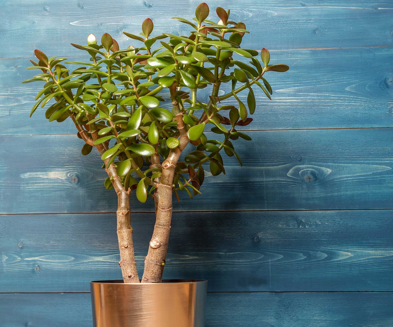 How to water a jade plant: expert methods | Homes and Gardens