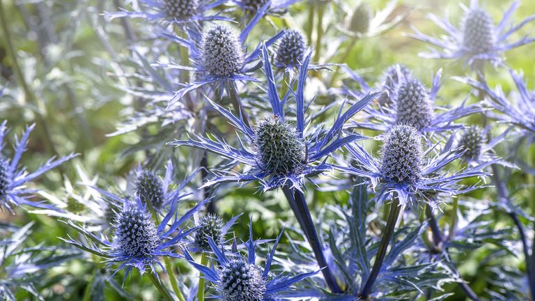 How to grow and care for eryngiums: 3 expert tips | Homes and Gardens