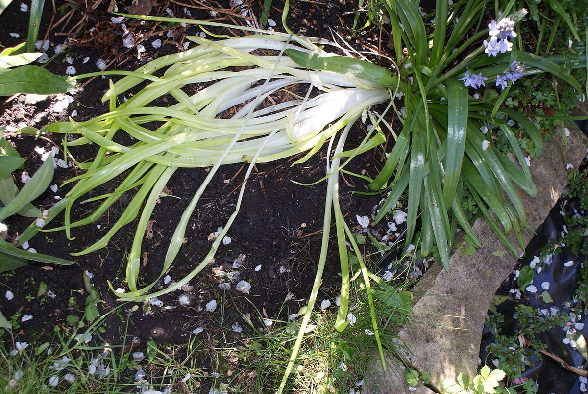 Why Does Etiolation Occur – Learn How To Stop Etiolation In Plants ...