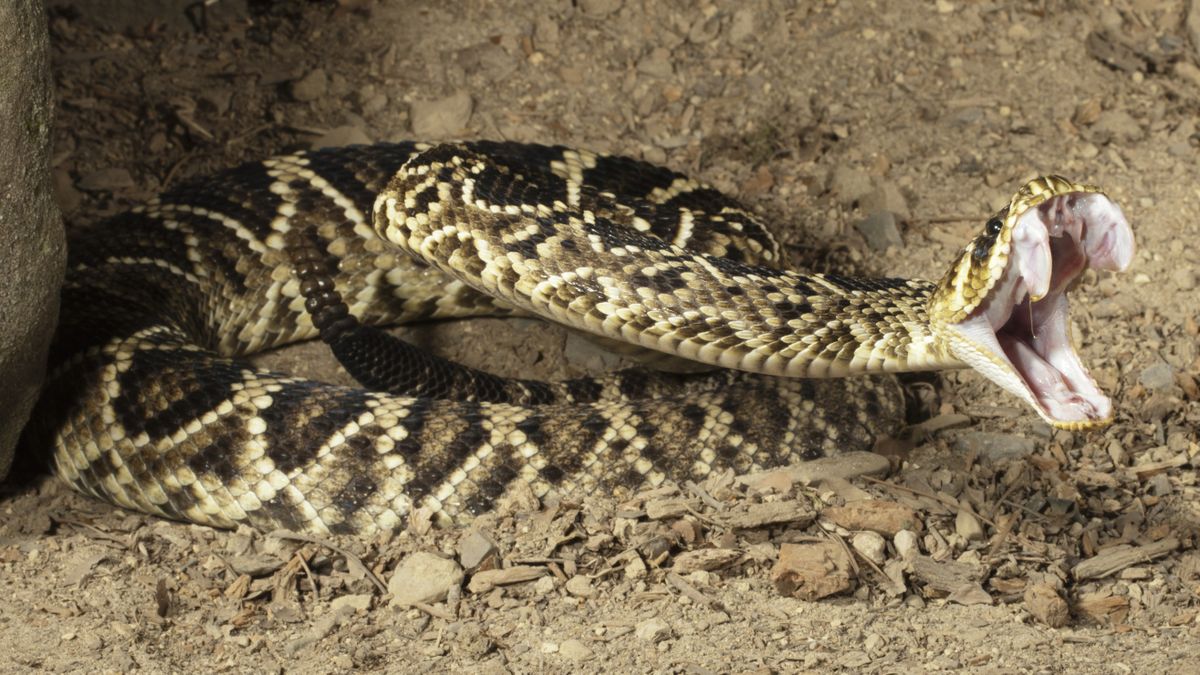 13 of the most venomous snakes on the planet | Live Science