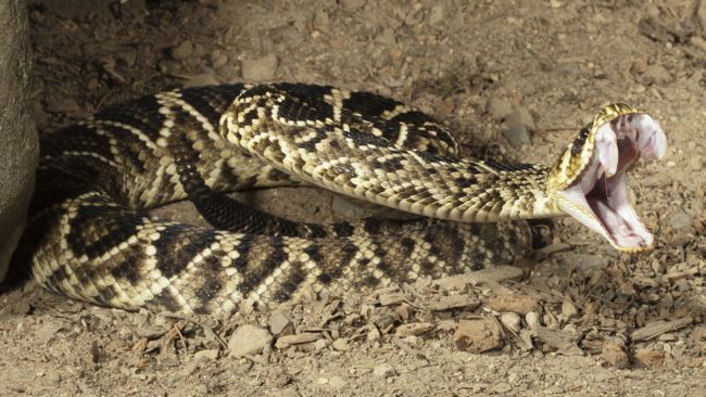 13 of the most venomous snakes on the planet | Live Science