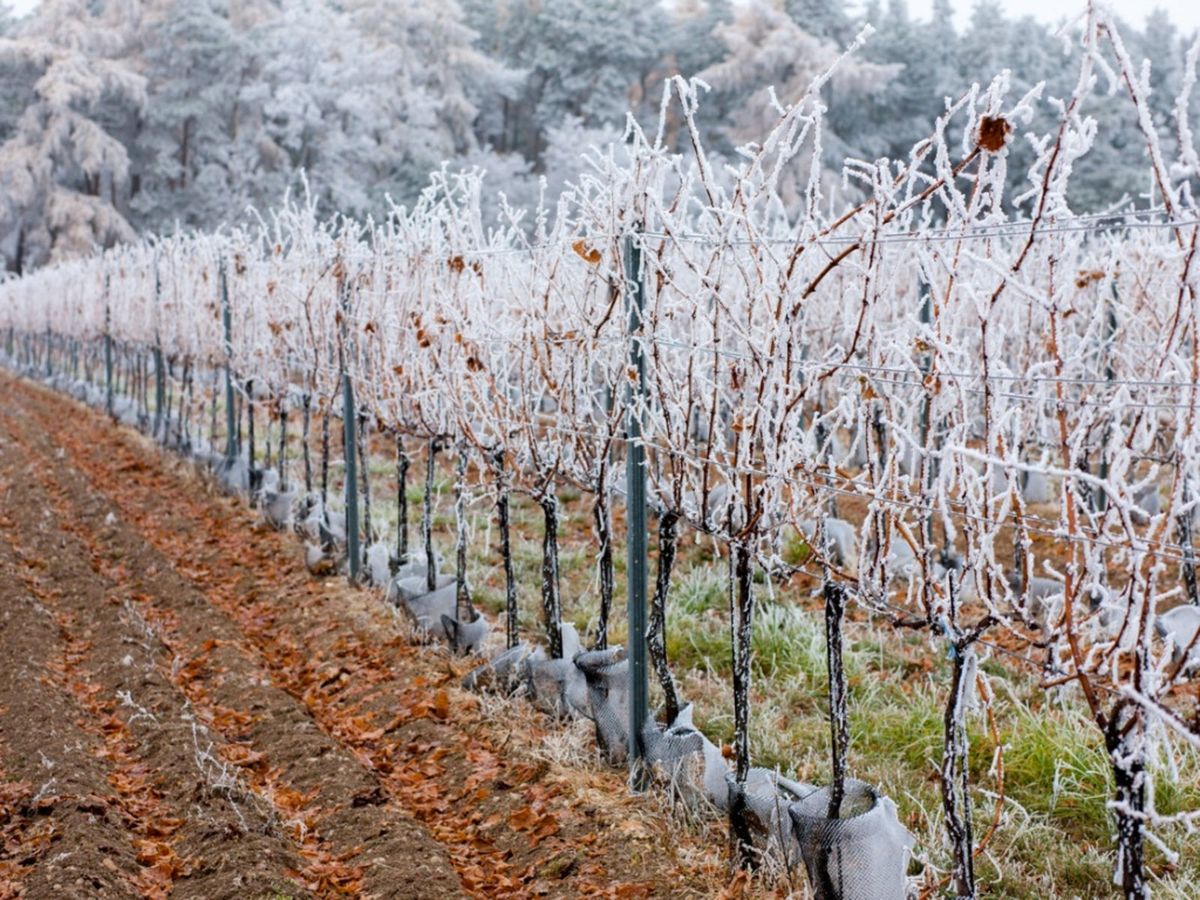 Grapevine Winter Care - How To Winterize Grapevines | Gardening Know How