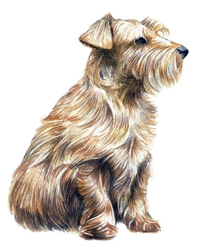 Britain's favourite terrier breeds | Country Life