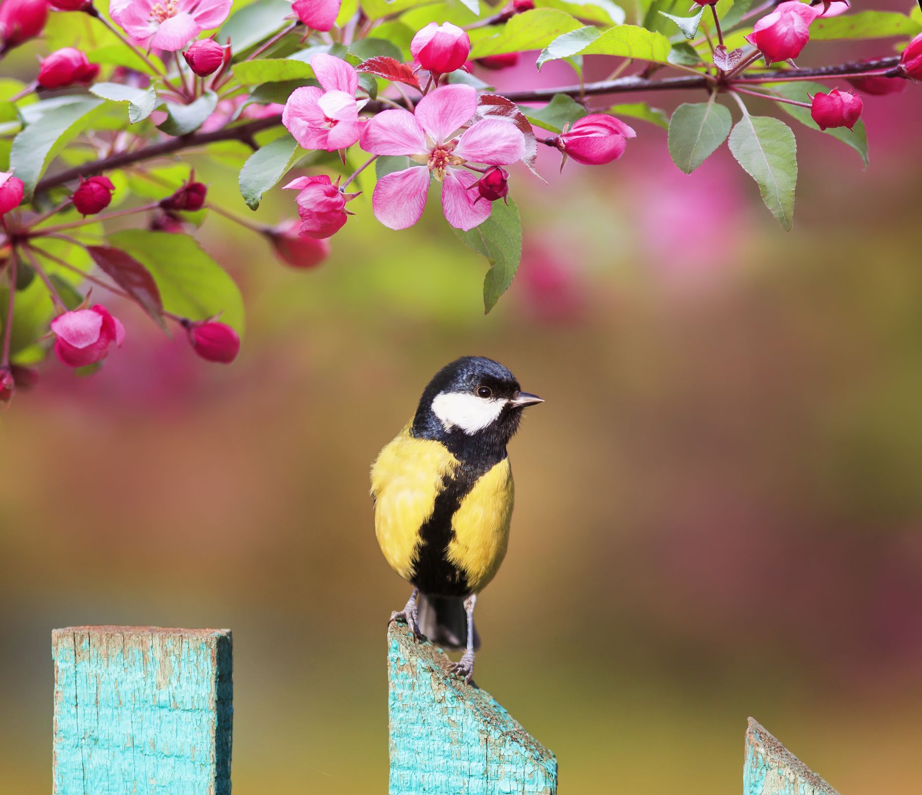 Everything you need for backyard bird-watching | The Week