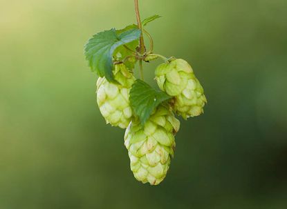 10 things you ought to know before you sink your next pint of great ...