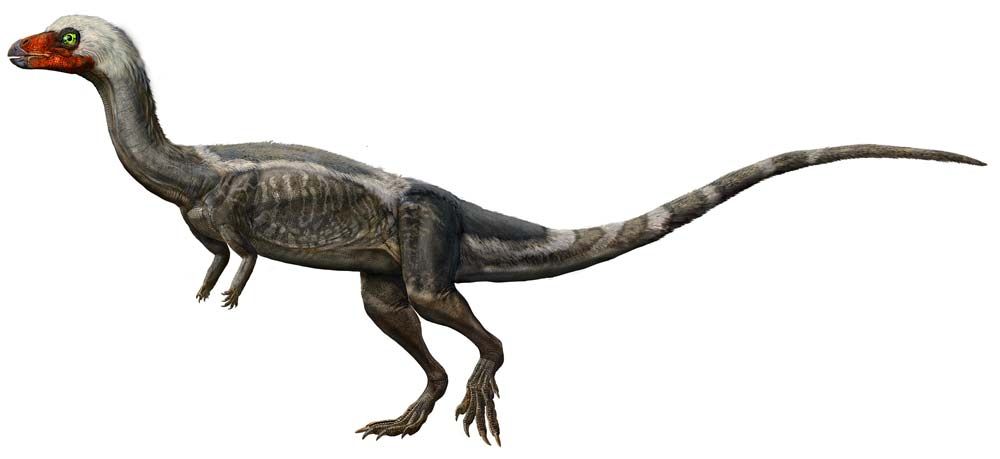 Photos: Birds Evolved from Dinosaurs, Museum Exhibit Shows: Page 2 ...