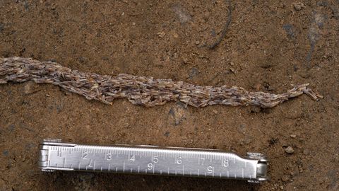 A bizarre 'snake worm' has baffled scientists for over a decade, now ...
