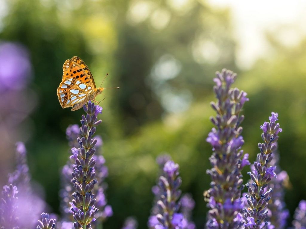 Symbiotic Gardens - Plants And Relationships | Gardening Know How