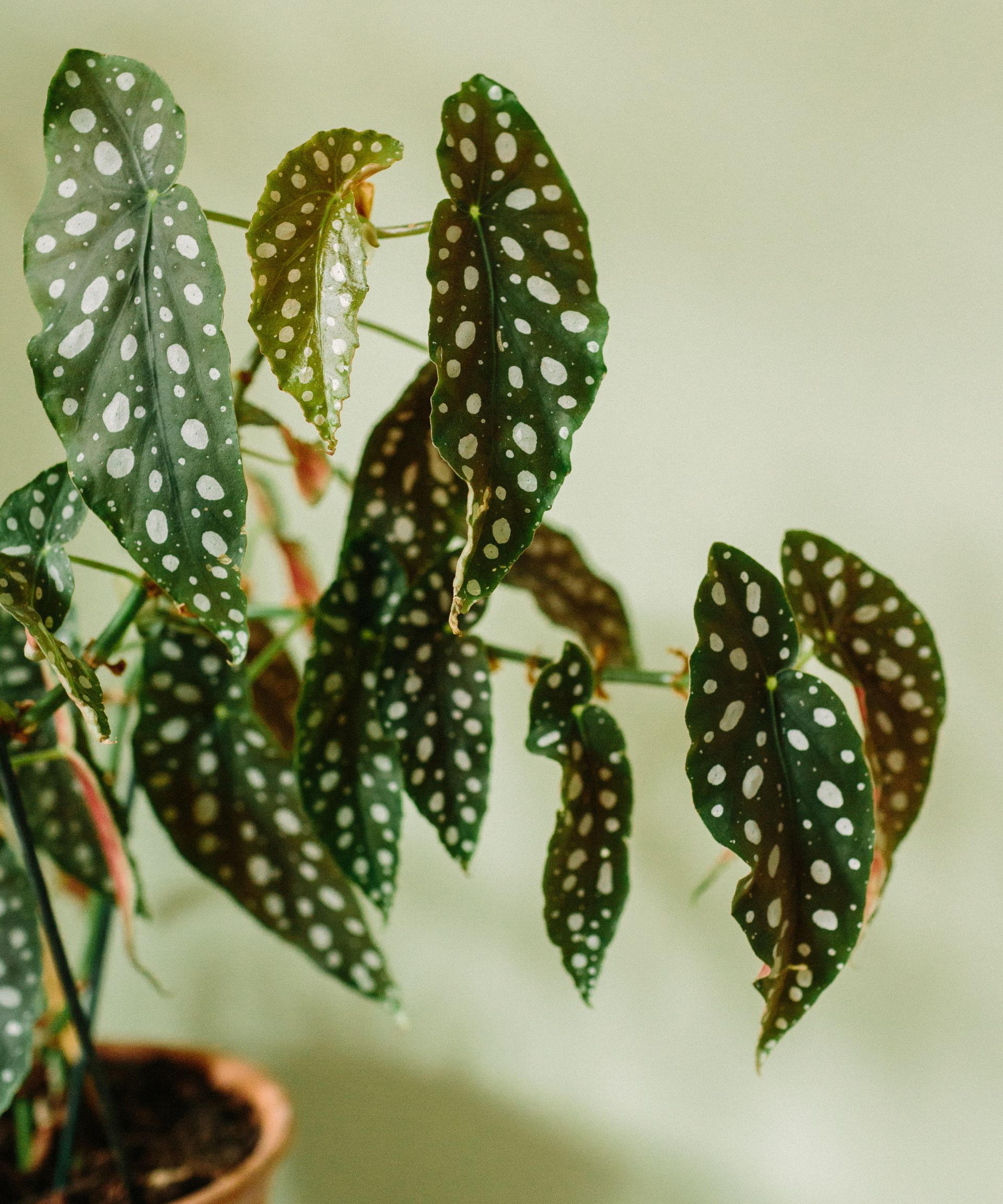 How to care for a polka dot begonia: 5 expert tips | Homes and Gardens