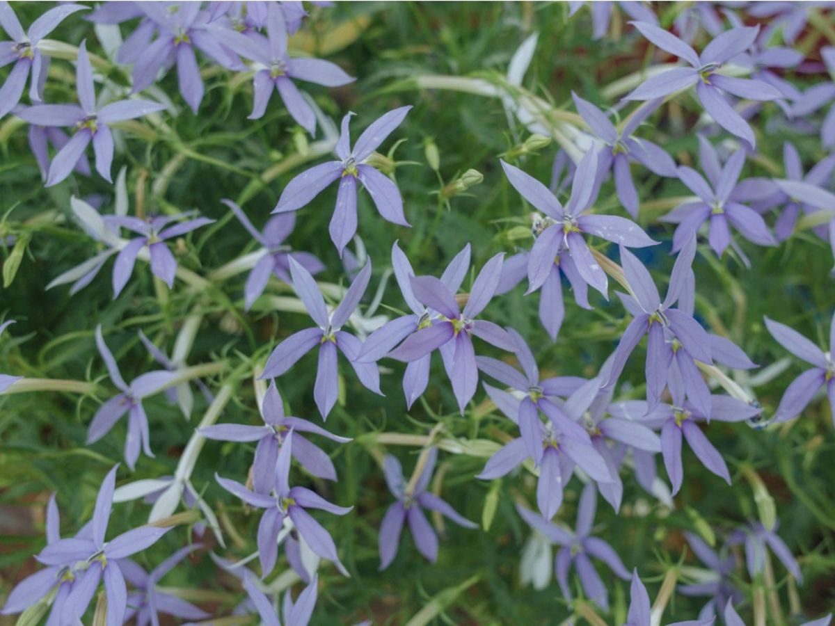 Amsonia Growing Conditions - How To Care For Amsonia Blue Star Plants ...