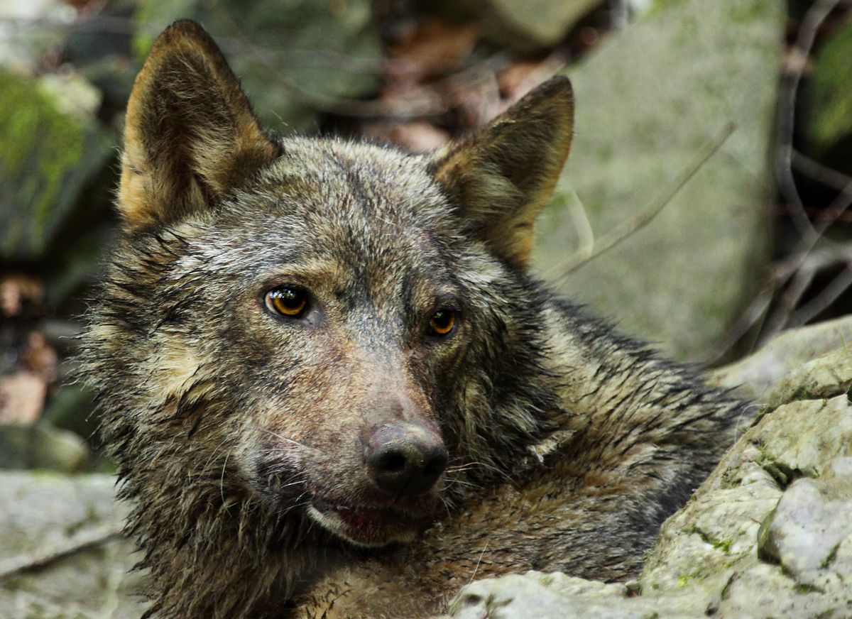 Images: Carnivores of Europe | Live Science